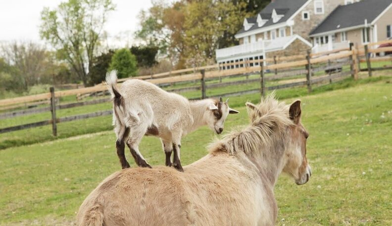 Little Goat Escapes From Pen To Climb On Her Mule Friend - The Dodo