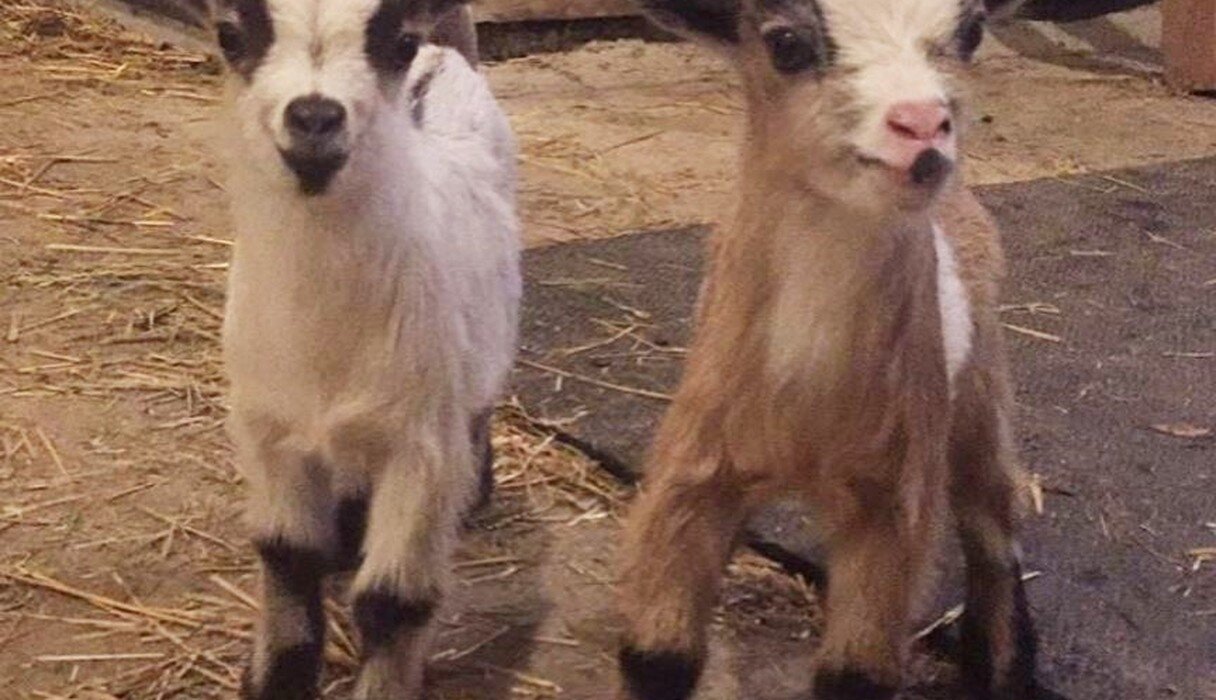 Little Goat Escapes From Pen To Climb On Her Mule Friend - The Dodo