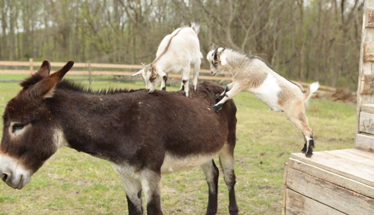 Little Goat Escapes From Pen To Climb On Her Mule Friend - The Dodo