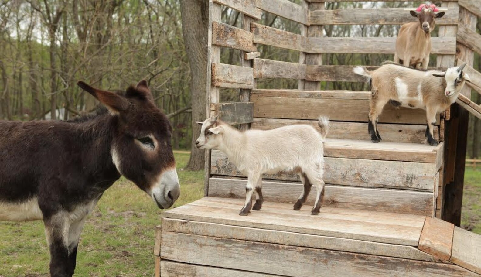 Little Goat Escapes From Pen To Climb On Her Mule Friend - The Dodo