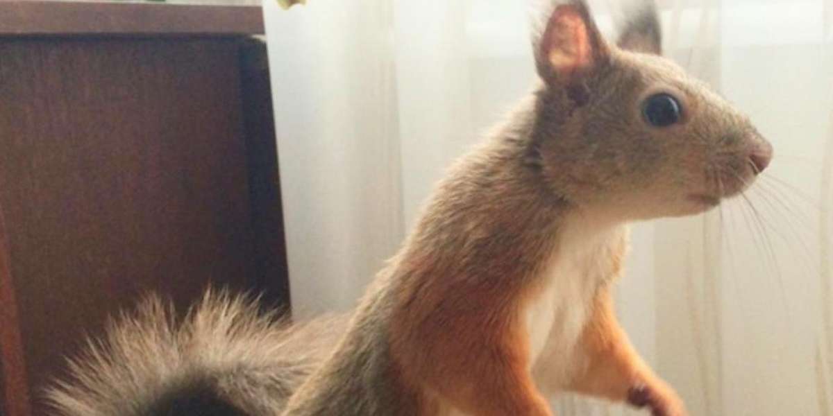 Rescue Squirrel Loves Playtime And Snuggles - The Dodo