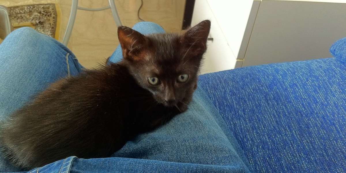 Man Chases A Kitten Through The Streets At Night So He Can Adopt Him ...