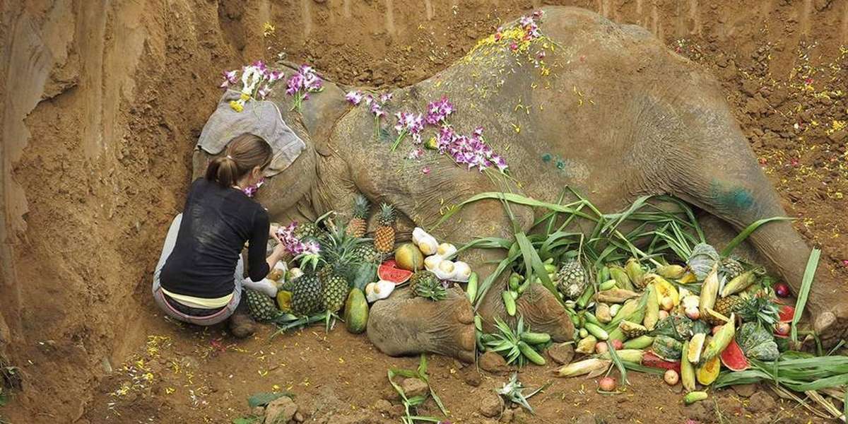 Elderly Elephant Honored After She Dies From A Life Of Giving Rides ...