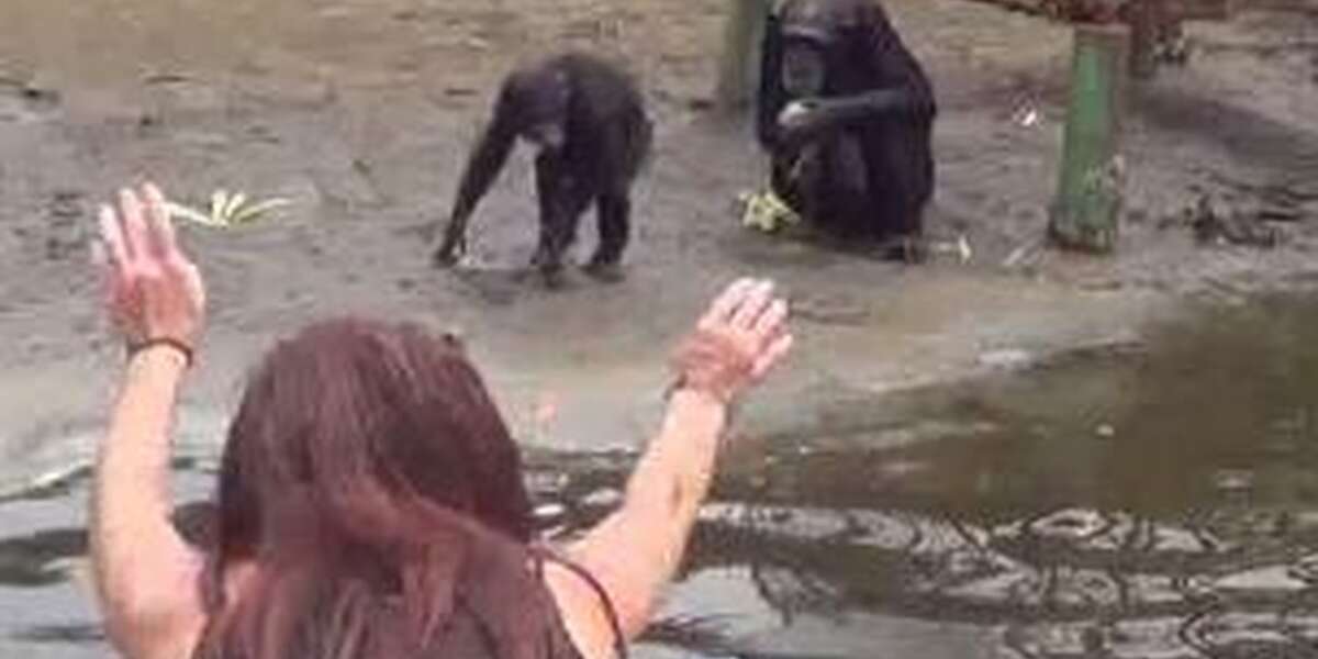 Woman Plays Game With Abandoned Chimps To Help Them Feel Less Alone ...