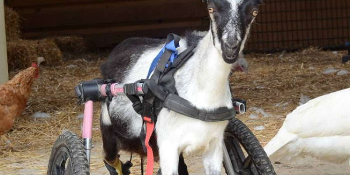 Goat With Brain Damage Finally Gets To Stand On His Own - The Dodo