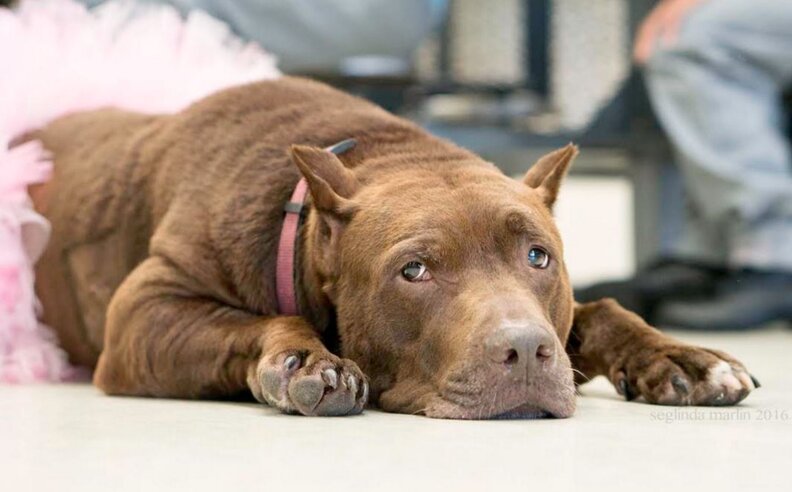 Family Learns The Dogs They Just Adopted Don't Have Long To Live - The Dodo