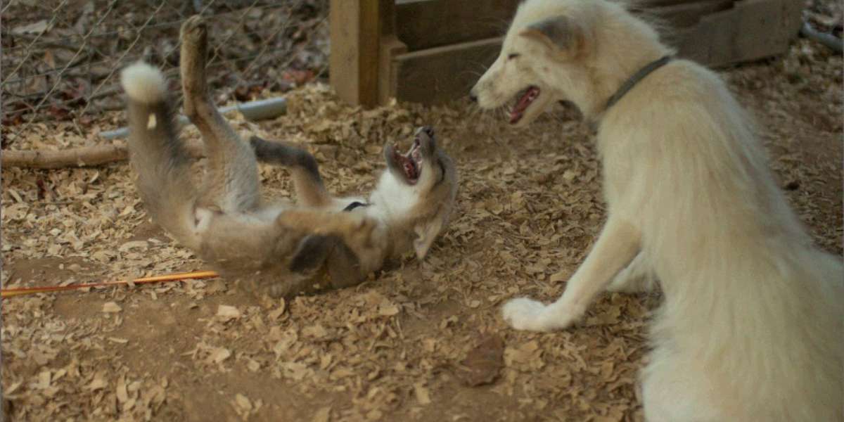 Baby Fox Was So Scared Of Everything — Until She Made Her First Friend ...
