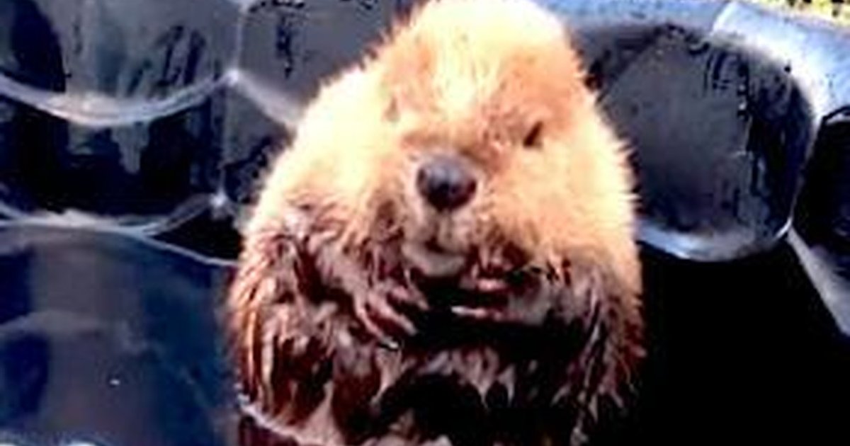 Rescued Baby Beaver Takes A Little Bath — And Wins The Internet - The Dodo