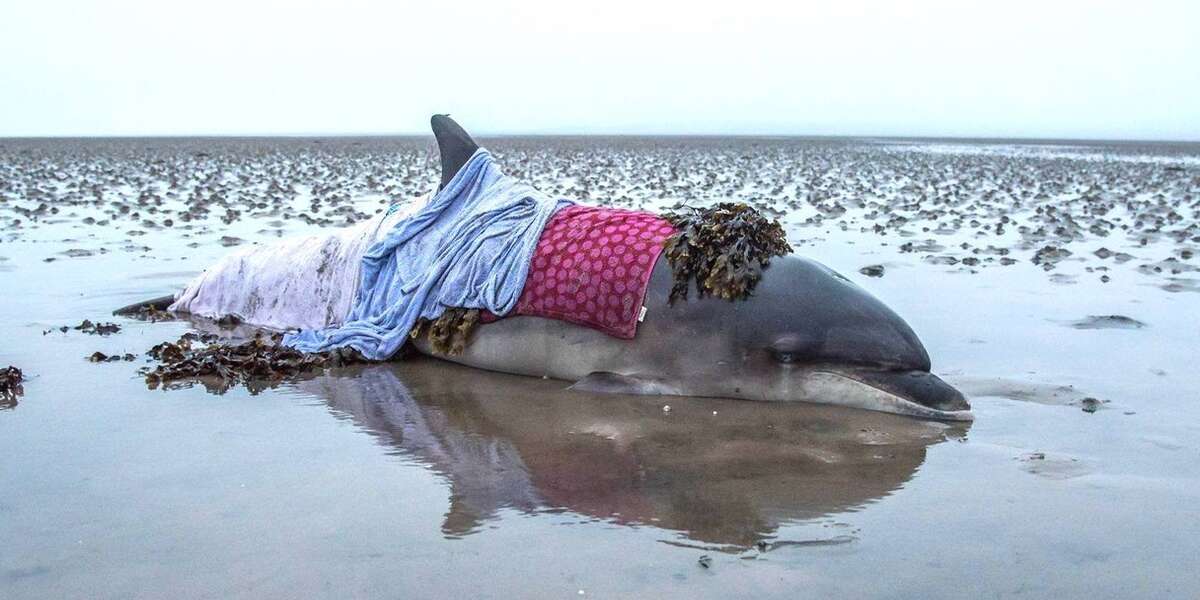 Stranded Dolphin Was So Sunburned By The Time Rescuers Found Her - The Dodo