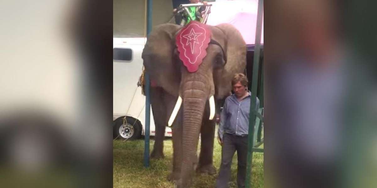 Elephant Who Can Barely Walk Forced To Give Rides Over And Over - The Dodo