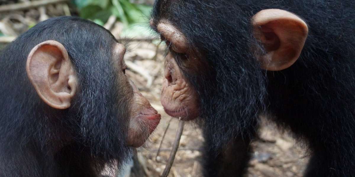 Chimp Once Forced To Live In A Backpack Meets Her New Best Friends ...
