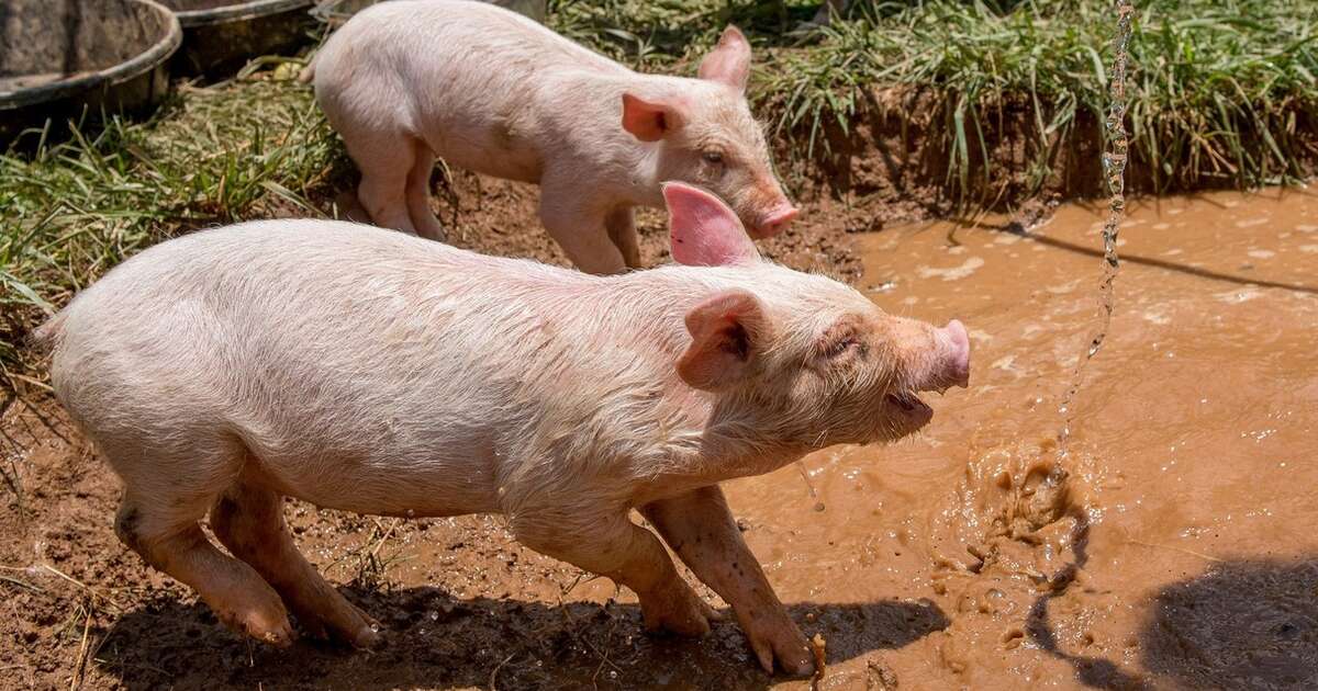 Baby Pigs Fall Off Truck And Land In The Luckiest Place - The Dodo