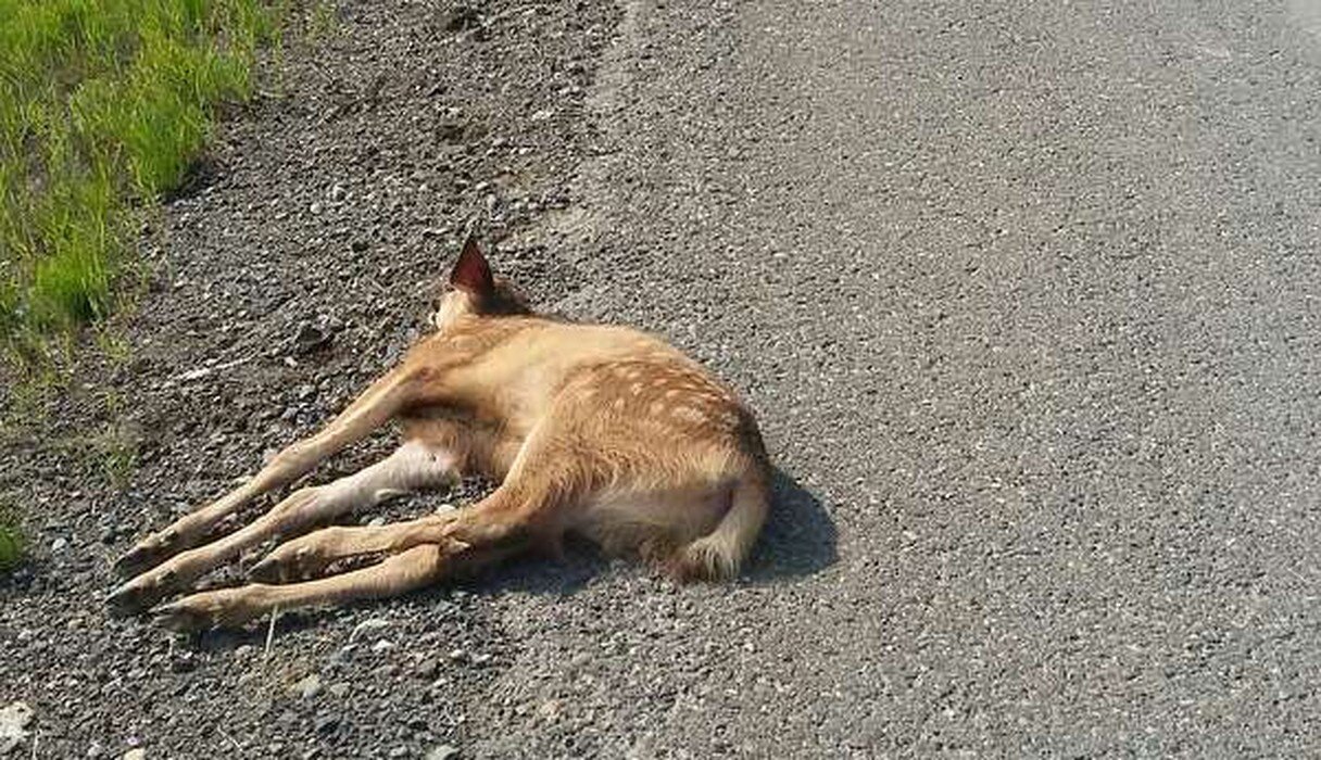 Deer Hit By Car - The Dodo
