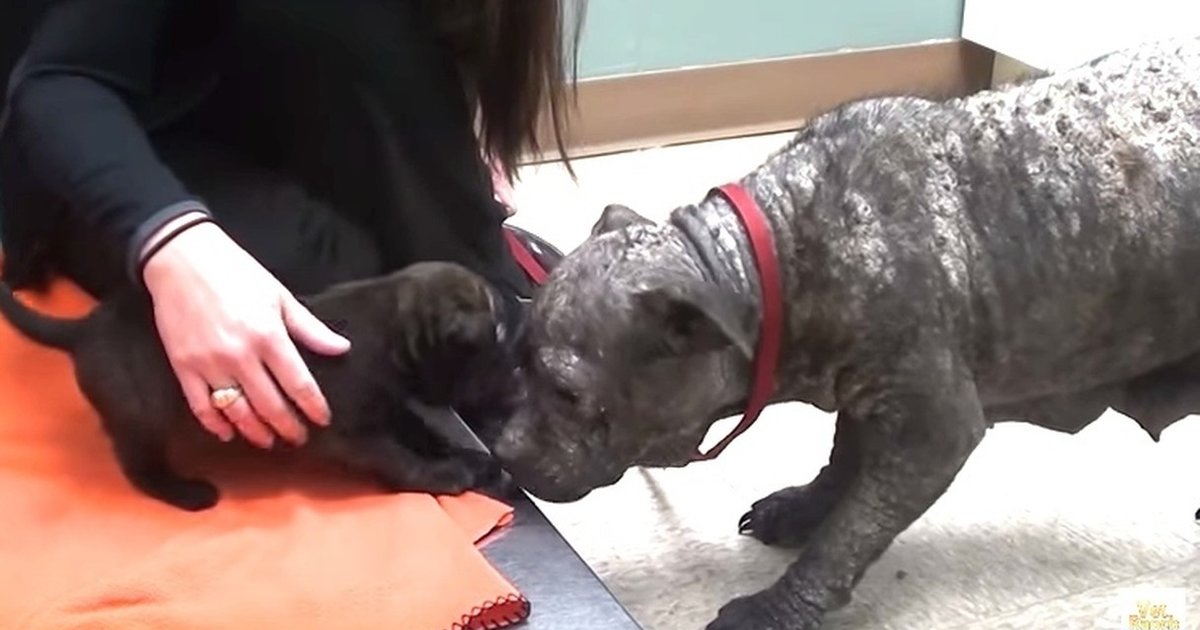 Rescued Pit Bull Is So Scared Of Everyone Except Her Own Baby - The Dodo