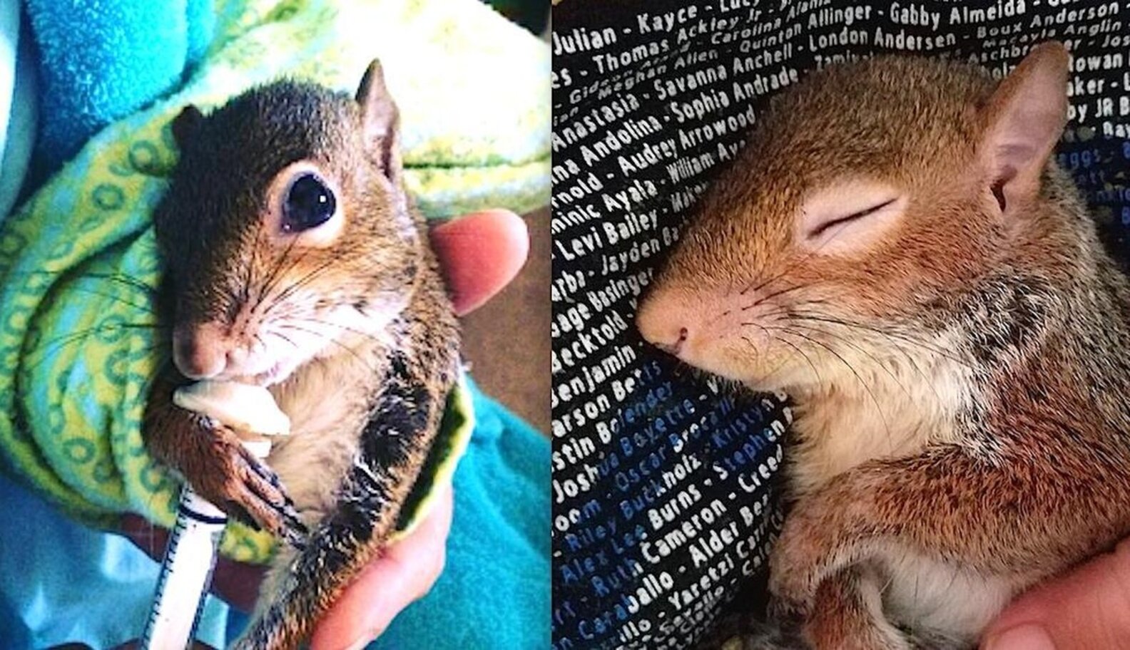 Tiny Squirrel With Brain Injury Is Never Left Alone - The Dodo