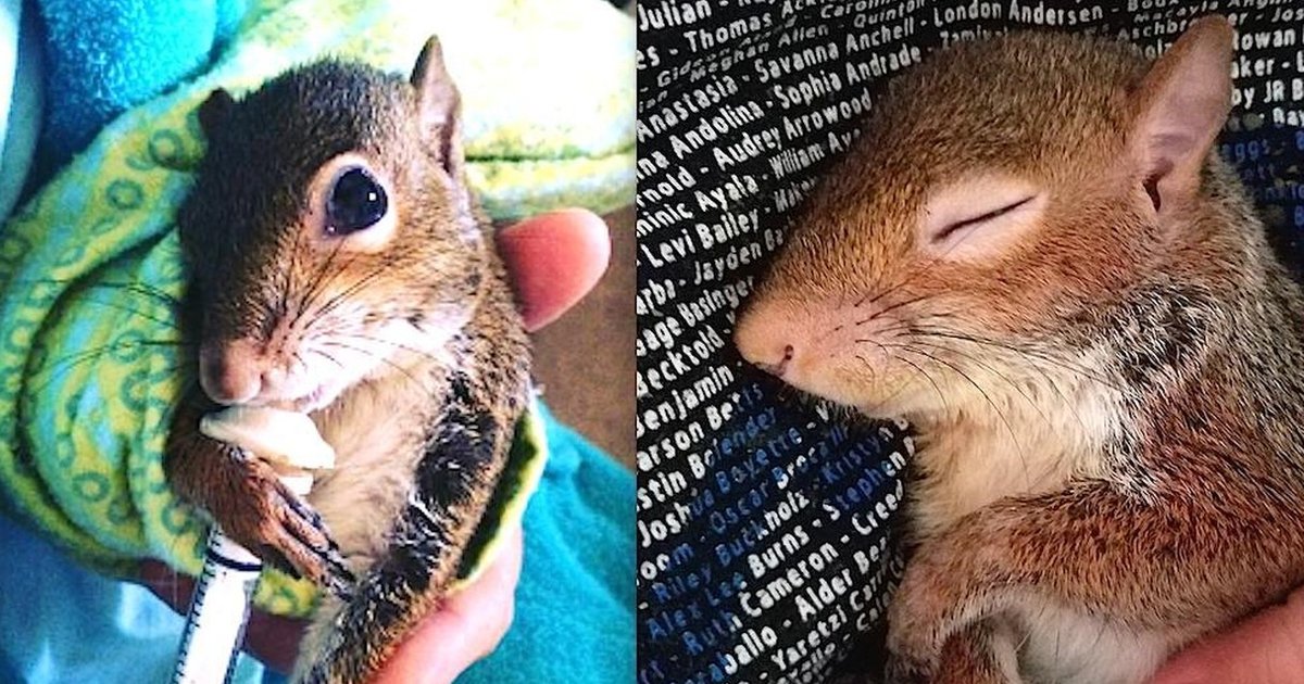 Tiny Squirrel With Brain Injury Is Never Left Alone - The Dodo
