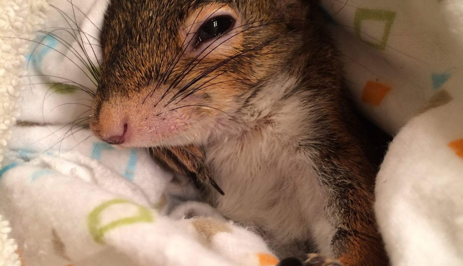 Tiny Squirrel With Brain Injury Is Never Left Alone - The Dodo