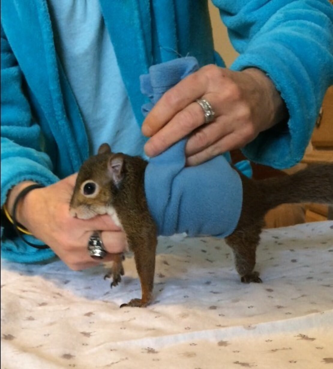 Tiny Squirrel With Brain Injury Is Never Left Alone - The Dodo
