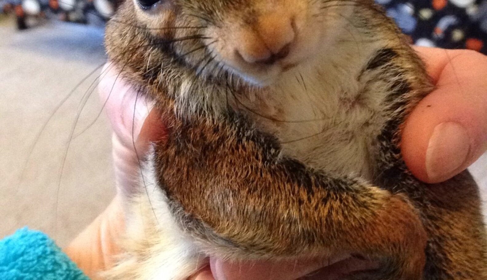Tiny Squirrel With Brain Injury Is Never Left Alone - The Dodo