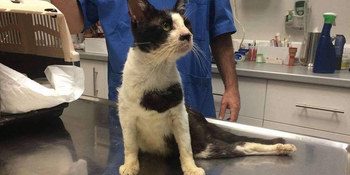 Stray Cat Dragged His Dead Leg Until People Finally Helped Him - The Dodo