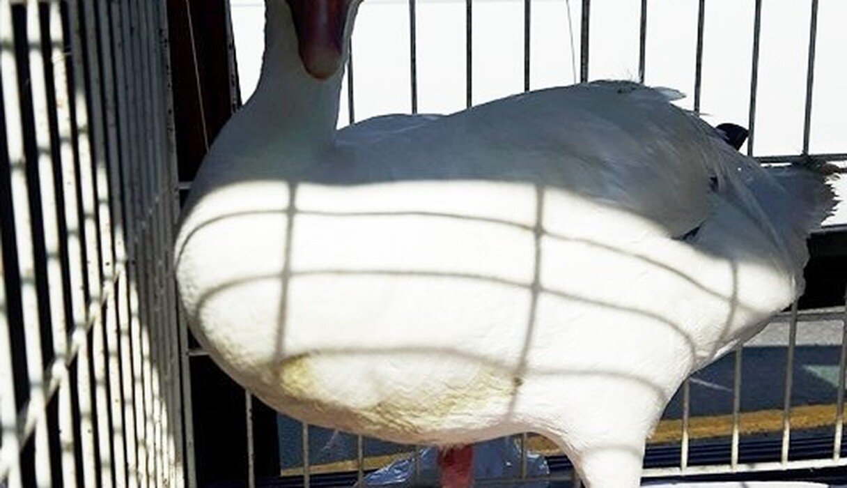 Woman Waits By Injured Goose’s Side For Hours Until Help Arrives - The Dodo