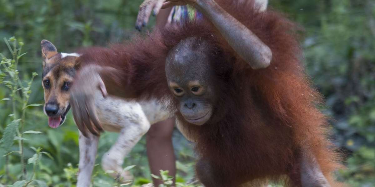 Baby Orangutan Was Raised To Think She's A Dog - The Dodo