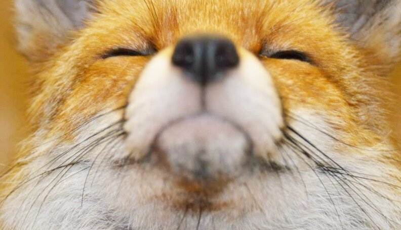 Friendliest Fox In The World Can Never Return To The Wild - The Dodo