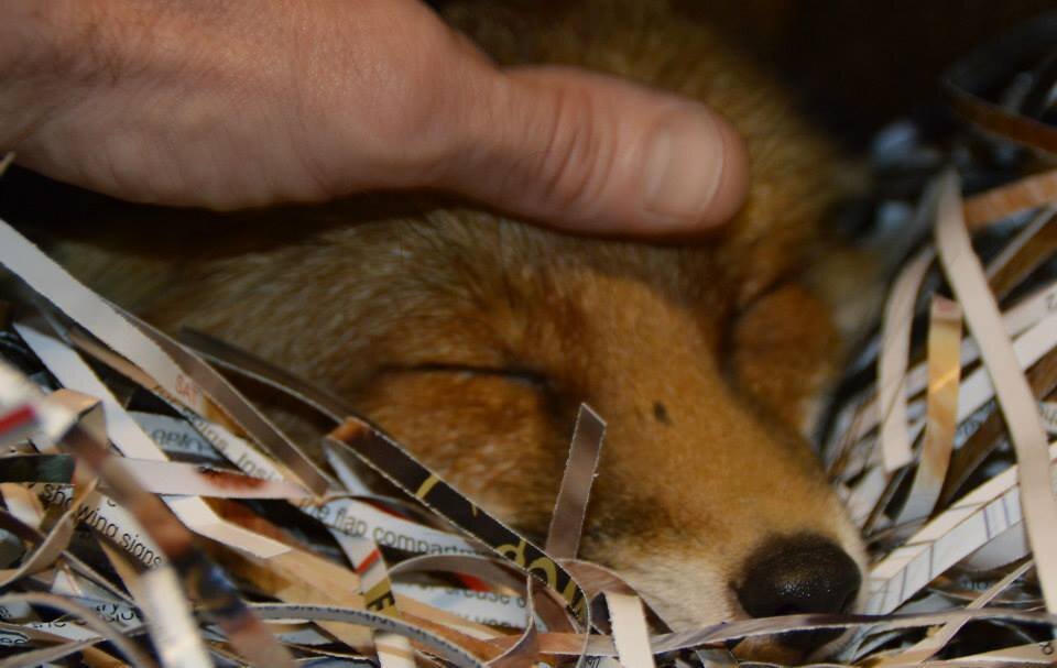 Friendliest Fox In The World Can Never Return To The Wild - The Dodo