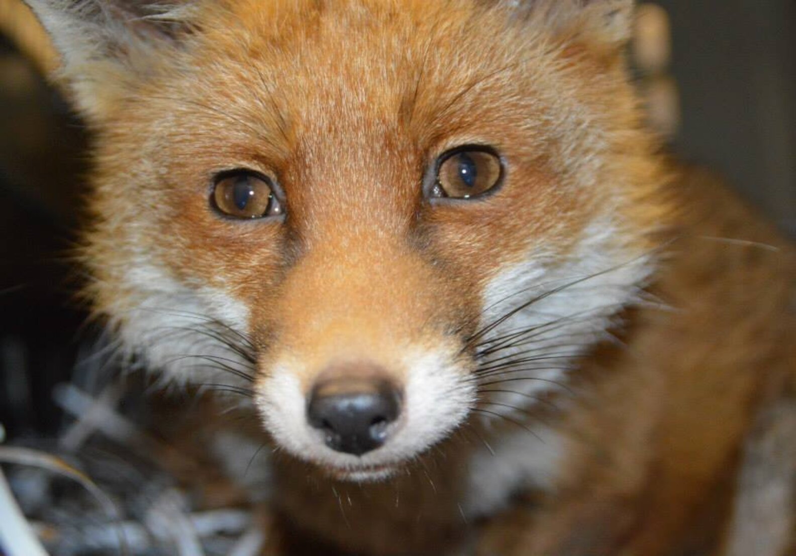 Friendliest Fox In The World Can Never Return To The Wild - The Dodo