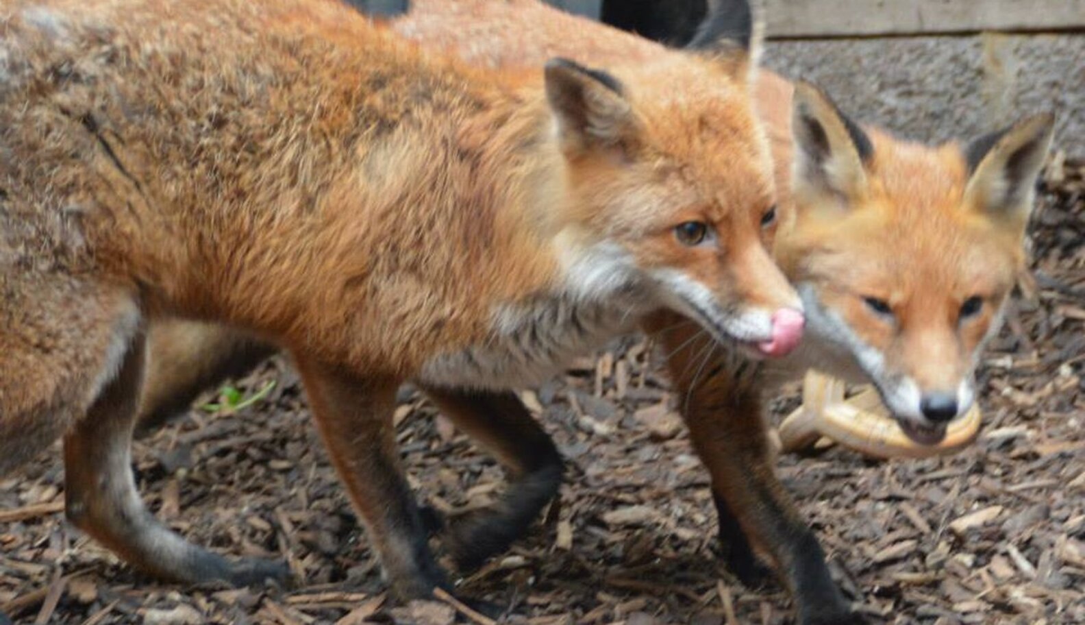 Friendliest Fox In The World Can Never Return To The Wild - The Dodo