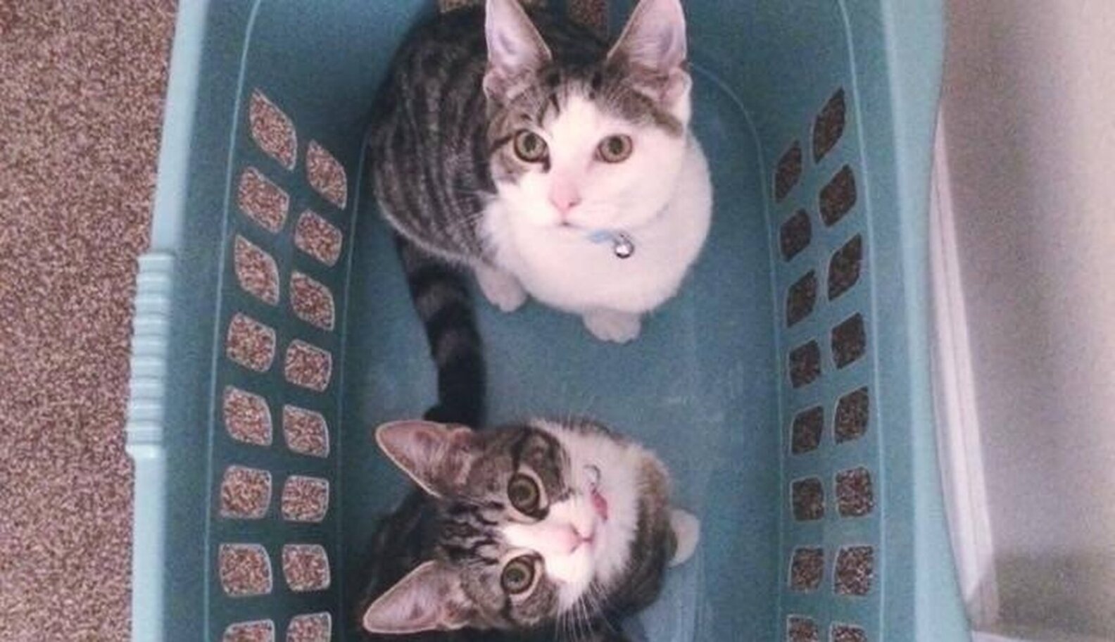 Rescuers Wait For 8 Nights To Rescue Entire Kitten Family - The Dodo