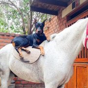 Corgi Caught Riding Neighbor's Miniature Pony At Night - The Dodo