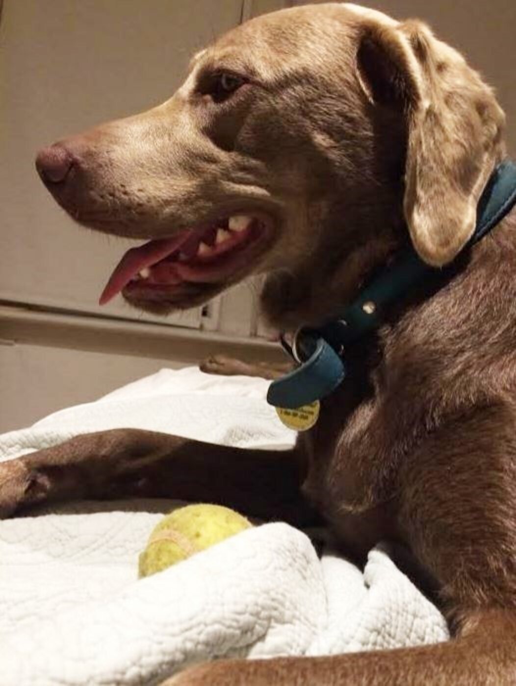 Man Jumps In Ocean To Save Stranger's Drowning Dog - The Dodo