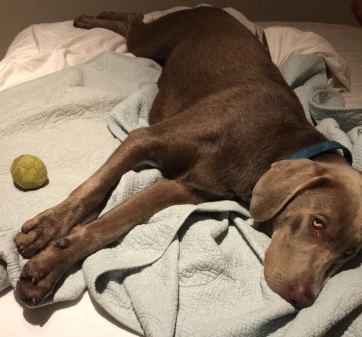 Man Jumps In Ocean To Save Stranger's Drowning Dog - The Dodo