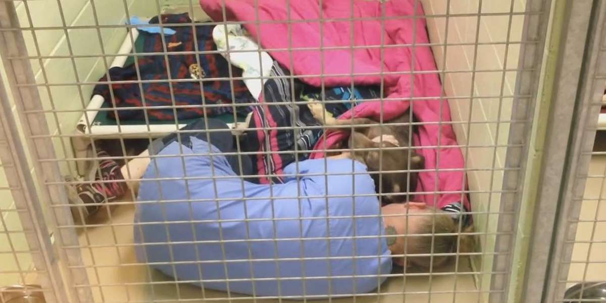 Shelter Worker Climbs Into Kennel To Comfort An Abandoned Dog - The Dodo