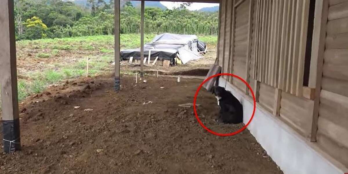 Dog Left Chained To House After Her Family Moves Away - The Dodo