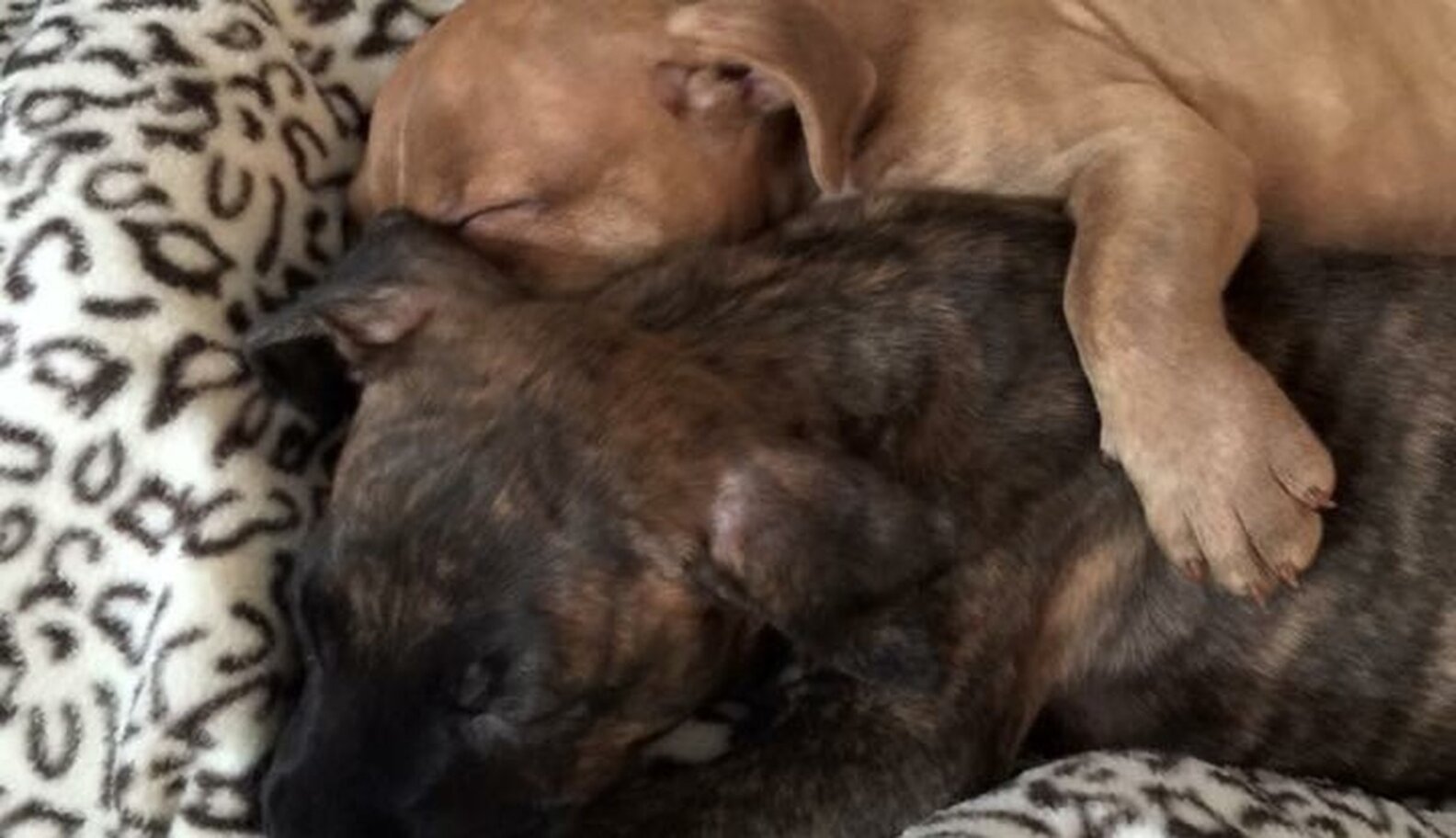 Puppies Rescued Days Apart Became Best Friends The Moment They Met ...