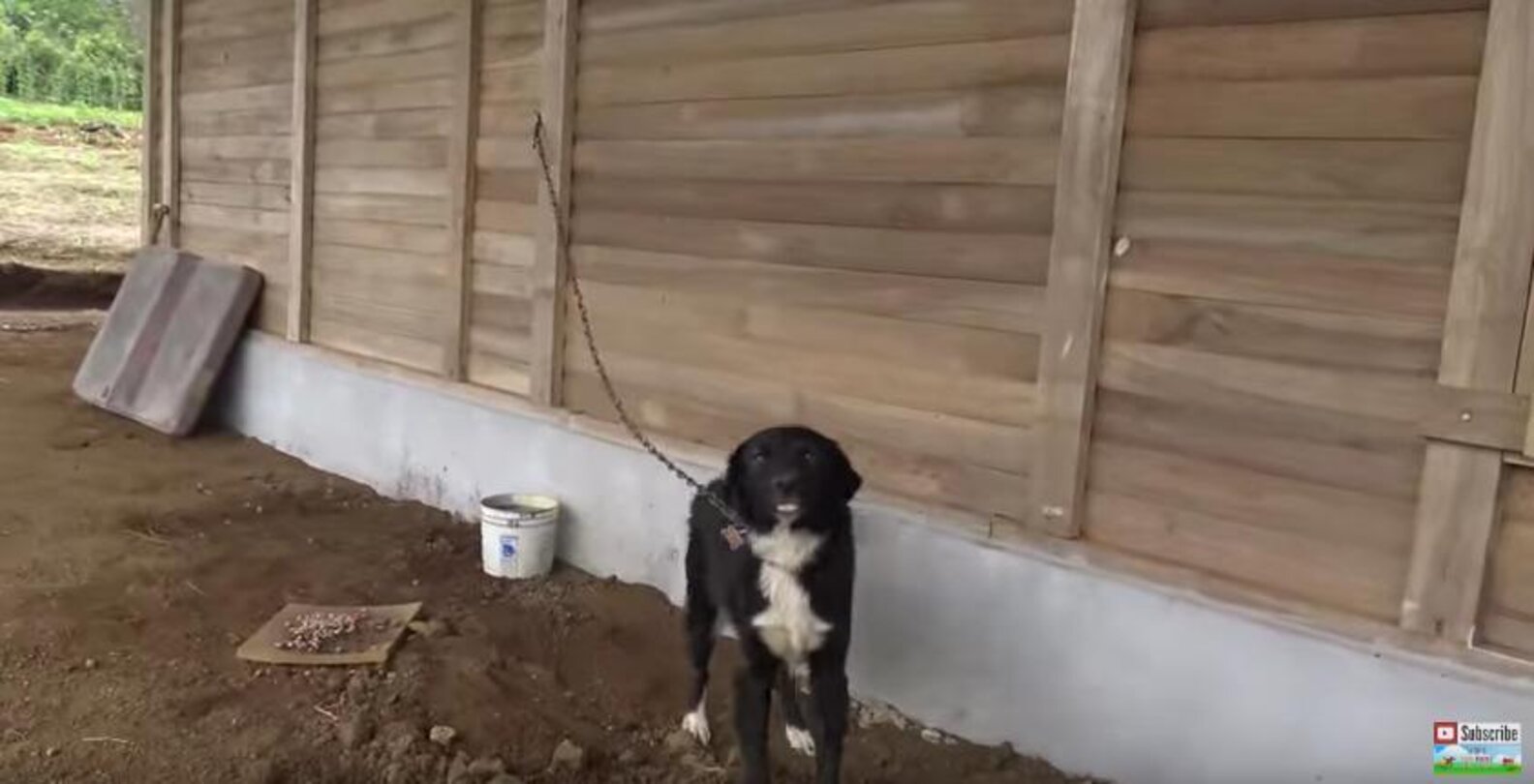Dog Left Chained To House After Her Family Moves Away - The Dodo