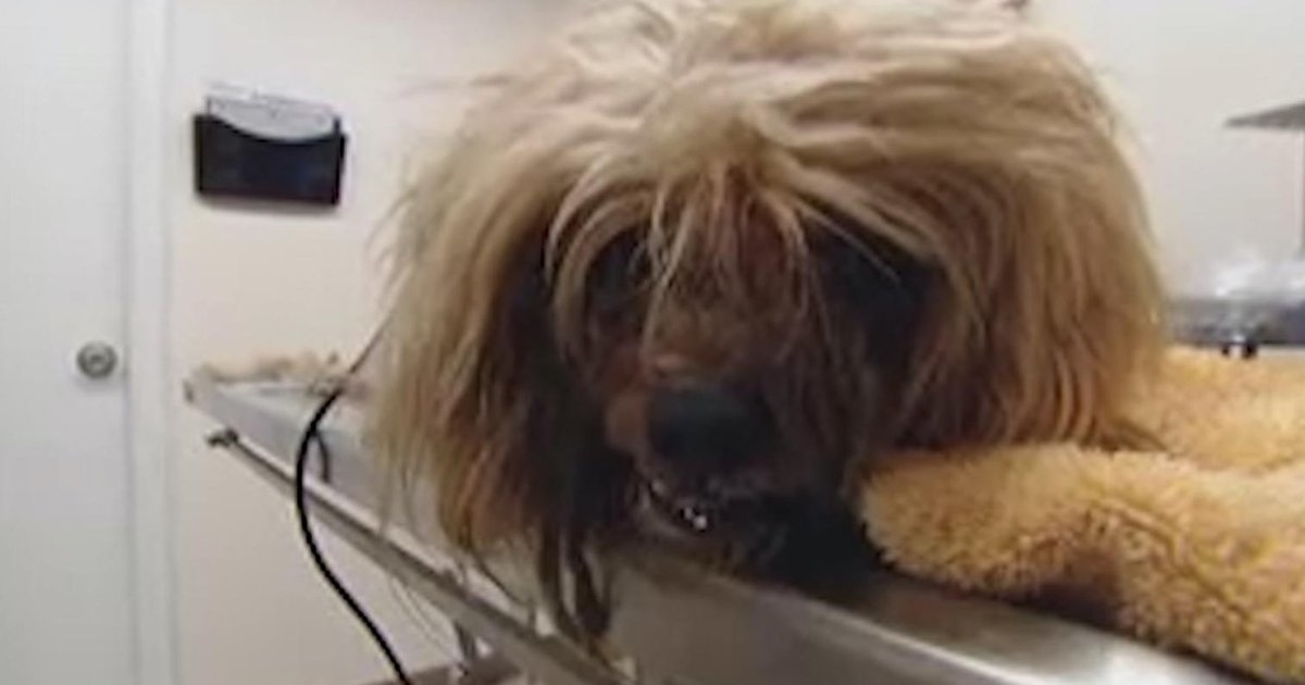 Abandoned Dog Is Unrecognizable After Haircut - The Dodo