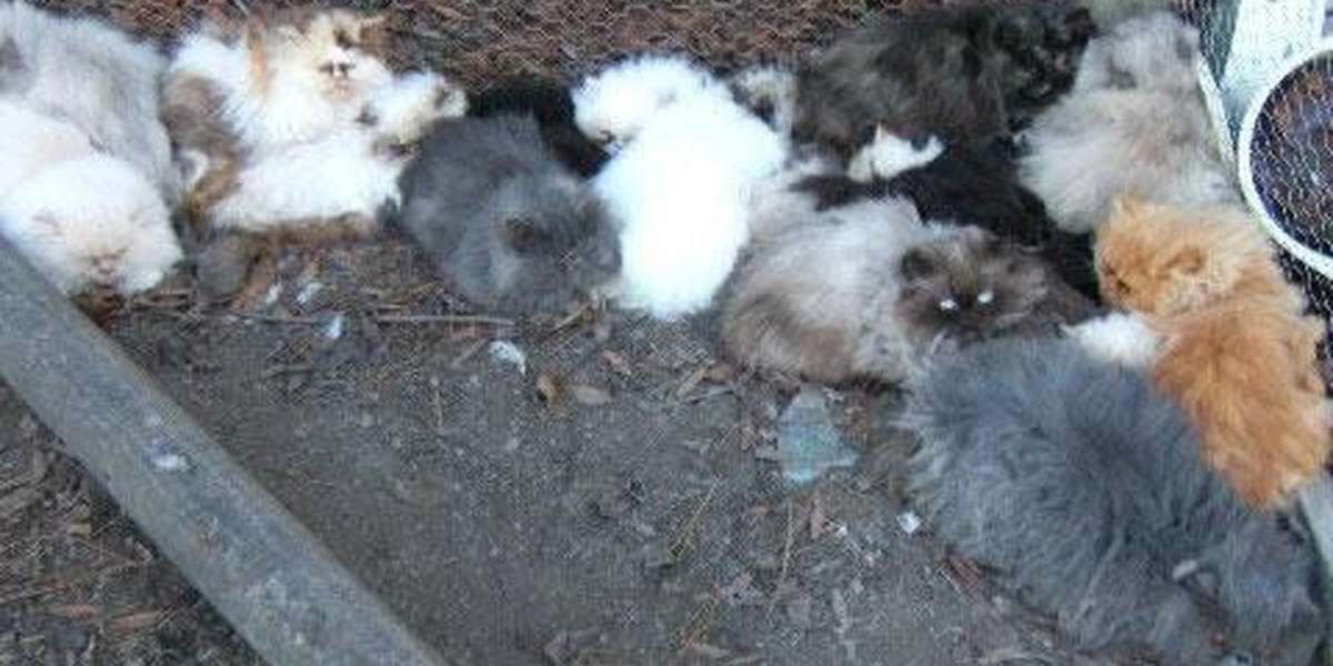 Kitten Factories Actually Exist And They’re Terrible - The Dodo