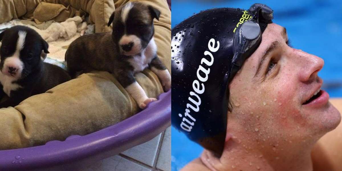 Puppy Named After Ryan Lochte Because She Was Born 'Air-Swimming' - The ...