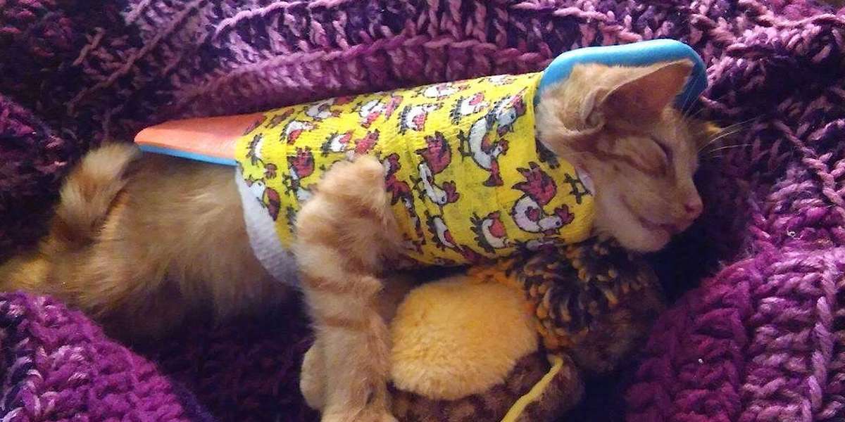 Kitten Hit By A Car Gets Stronger In Tiny Body Cast - The Dodo
