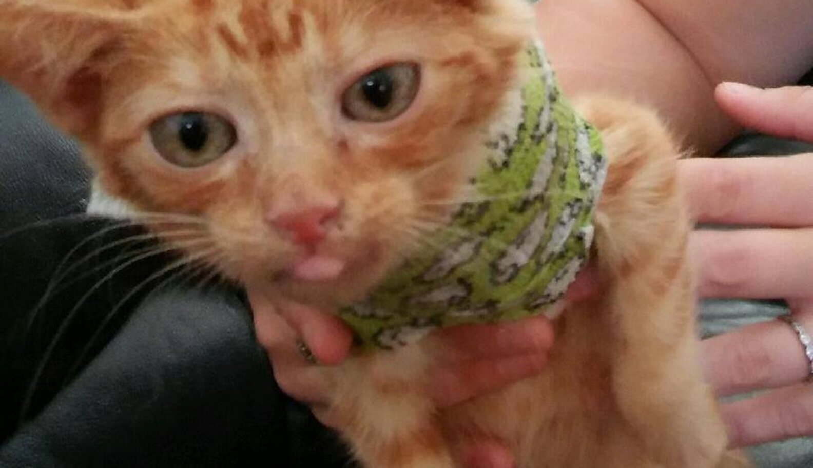 Kitten Hit By A Car Gets Stronger In Tiny Body Cast - The Dodo