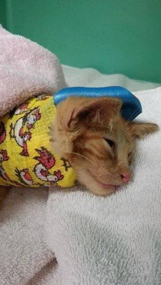 Kitten Hit By A Car Gets Stronger In Tiny Body Cast - The Dodo