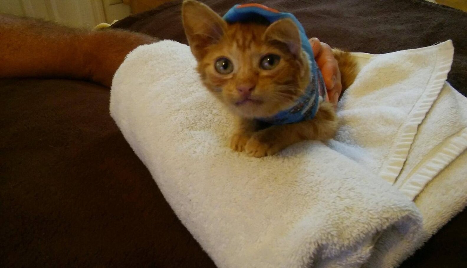 Kitten Hit By A Car Gets Stronger In Tiny Body Cast - The Dodo