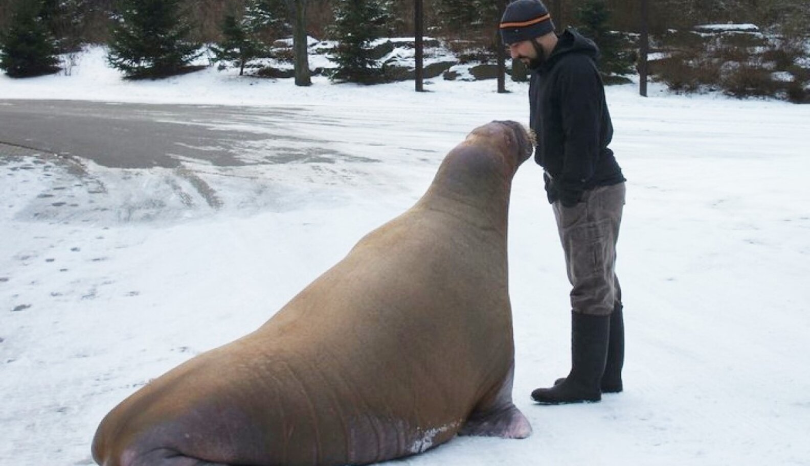 Emaciated Walrus Nearly Collapses During Marine Park Show - The Dodo