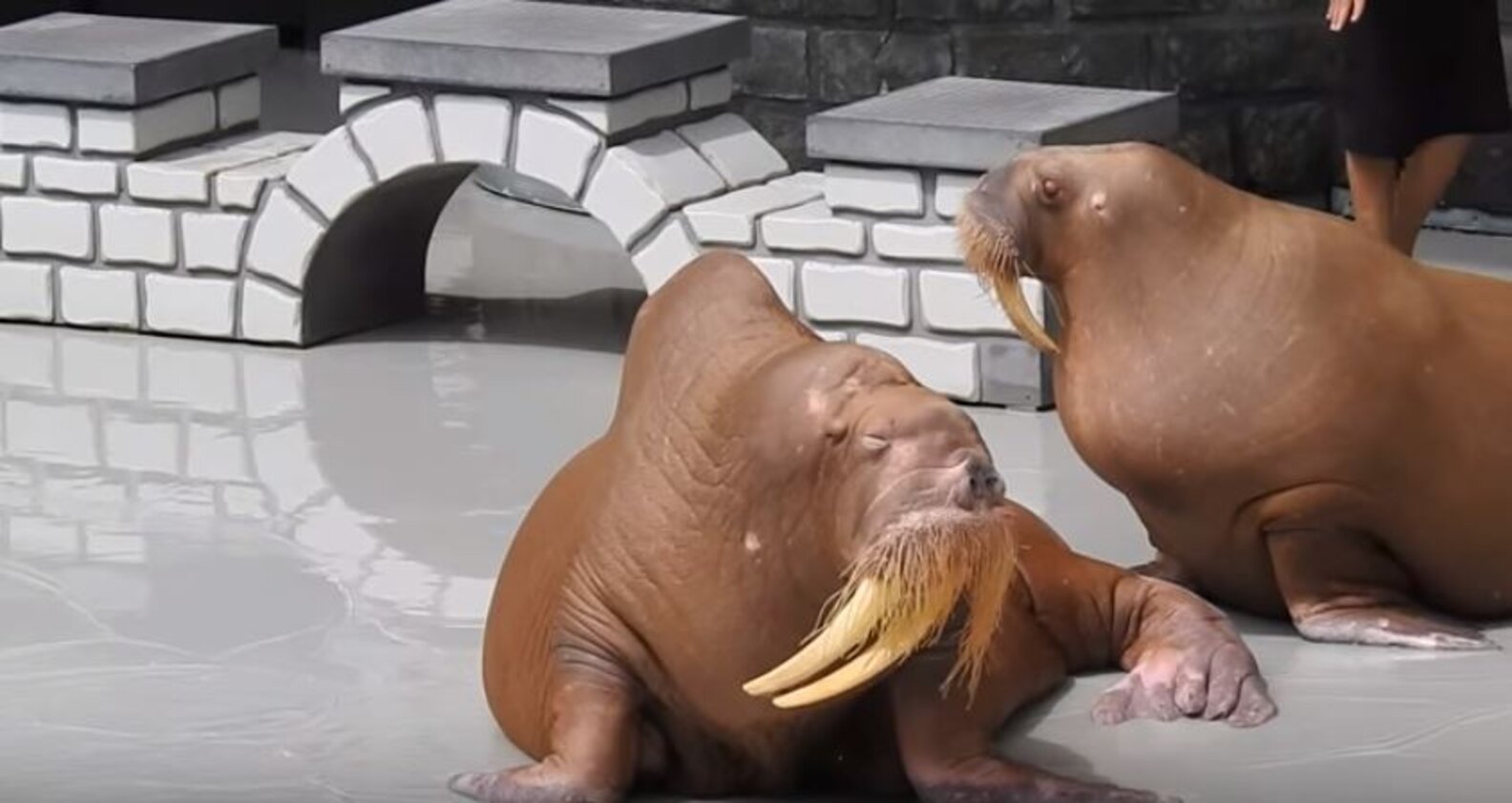 Emaciated Walrus Nearly Collapses During Marine Park Show - The Dodo