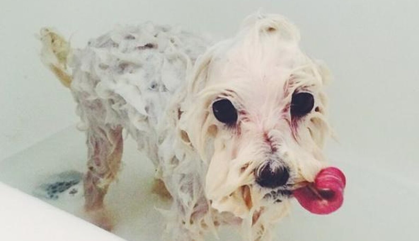 Dog Who Lost Her Teeth From Eating Rocks Gets Spoiled Rotten Now - The Dodo