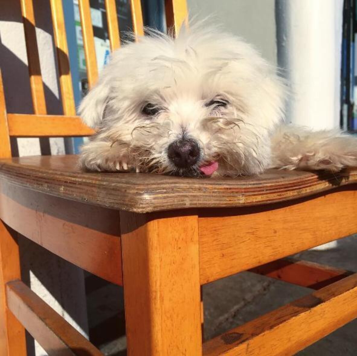 Dog Who Lost Her Teeth From Eating Rocks Gets Spoiled Rotten Now - The Dodo