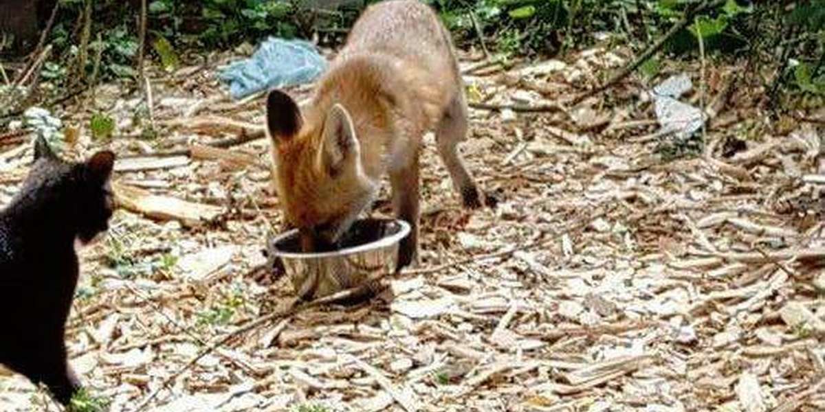 Wild Fox Still Comes Back To Have Dinner With Her Favorite Cats - The Dodo